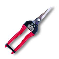 ARS 300L-BP - Magic of roses